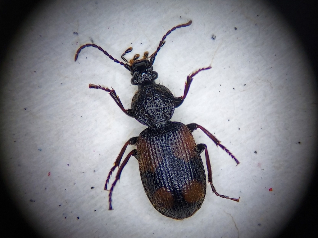 Two-spotted Holy Ground Beetle from Ridge Road, England, GB on January ...