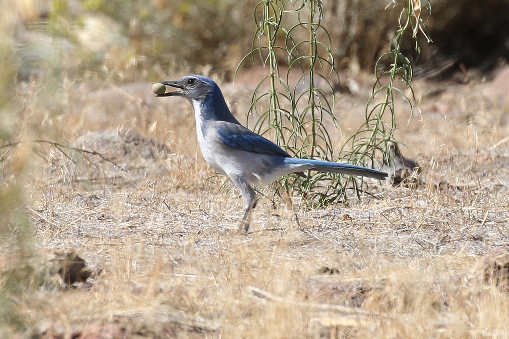 California Scrub-Jay from Bartley Regional Park, Washoe County, NV, USA ...