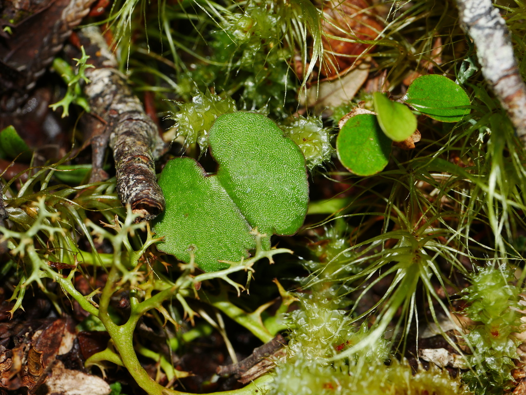 Corybas trilobus aggregate in January 2025 by mattward. Below stunted ...