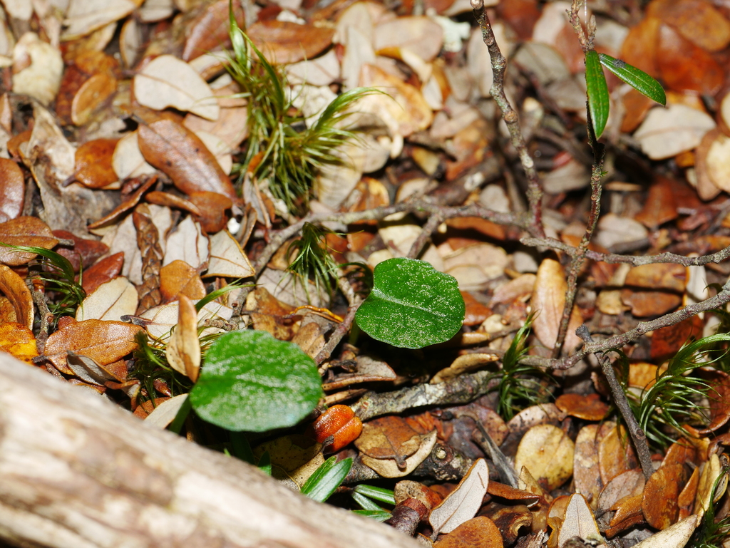 Townsonia deflexa in January 2025 by mattward. Below stunted beech. Non ...