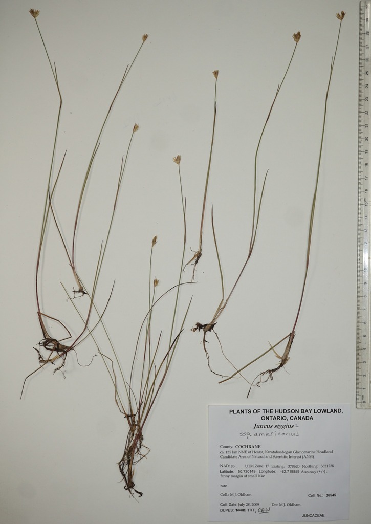 American Moor Rush from Canada, Ontario, COCHRANE County, ca. 135 km ...