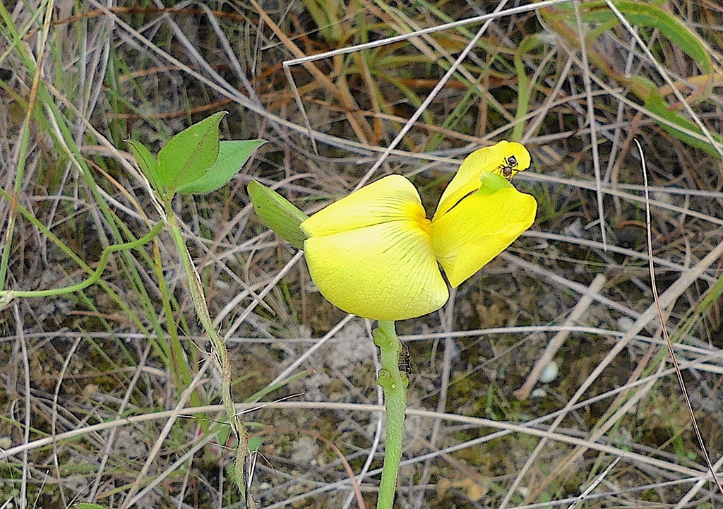 Wild Cowpea from Hernando County, FL, USA on December 12, 2019 at 03:24 ...