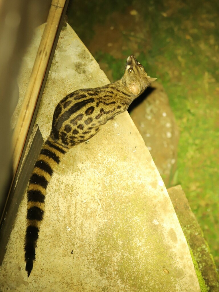 Rusty-spotted Genet from Aberdare Forest, Kenya on August 12, 2024 at ...