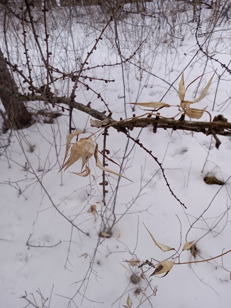 European swallow-wort from Gatineau, QC J8Z 2J7, Canada on January 14 ...