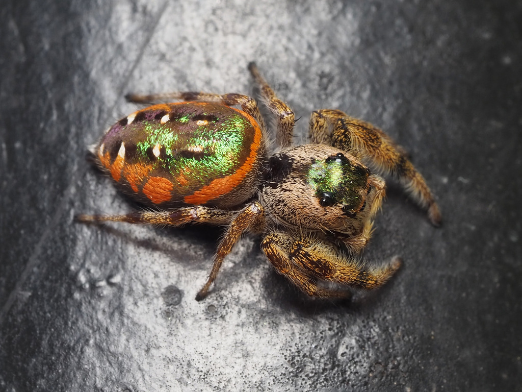 Golden Jumping Spider in July 2019 by Zygy · iNaturalist