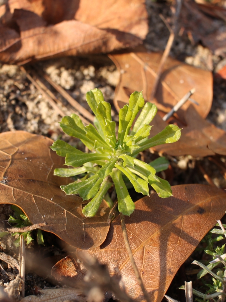 Annual Trampweed from Camden, SC 29020, USA on January 15, 2025 at 04: ...