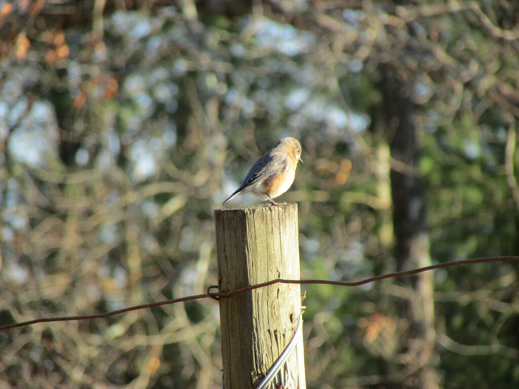 Eastern Bluebird from Southwick, MA, USA on January 12, 2025 at 02:50 ...
