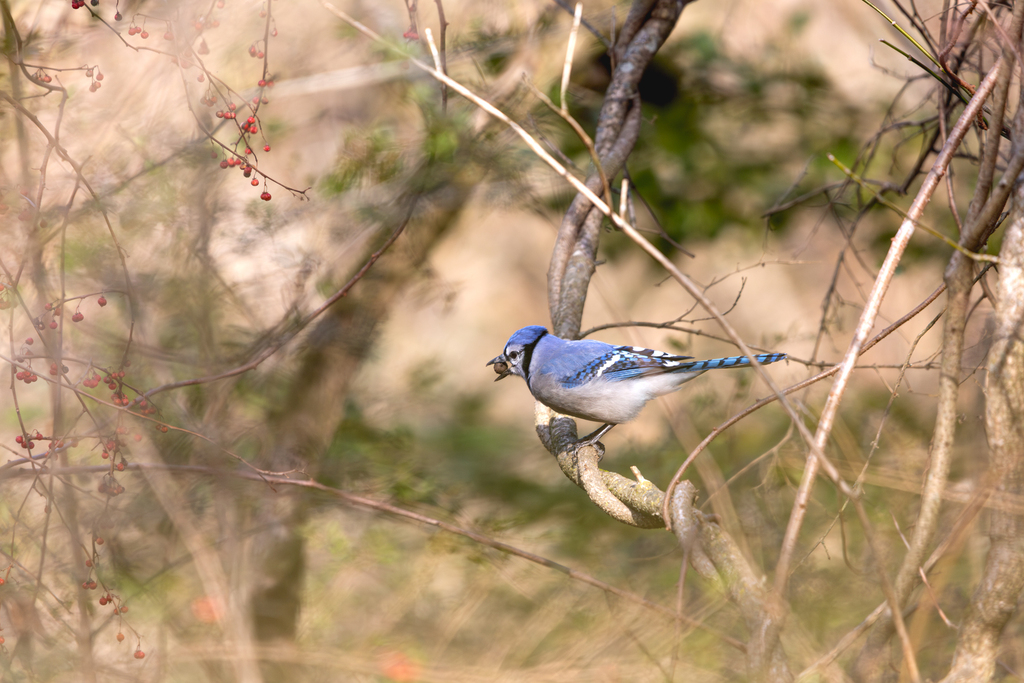 Blue Jay from North Decatur, GA, USA on January 15, 2025 at 10:44 AM by ...