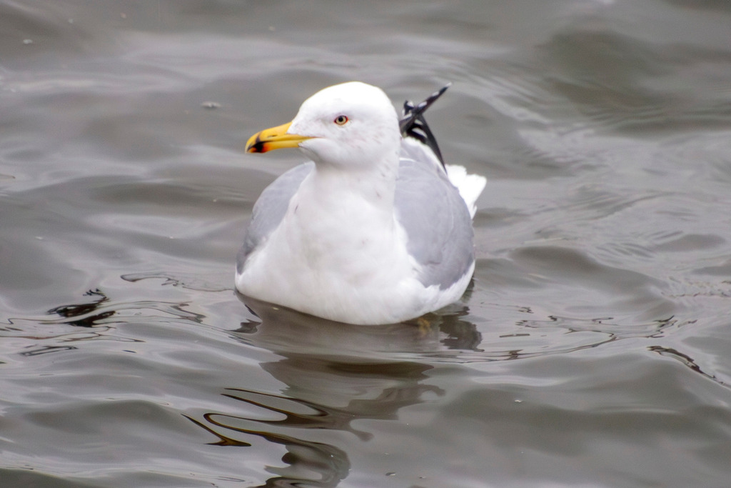 Large White-headed Gulls from Центральный административный округ ...