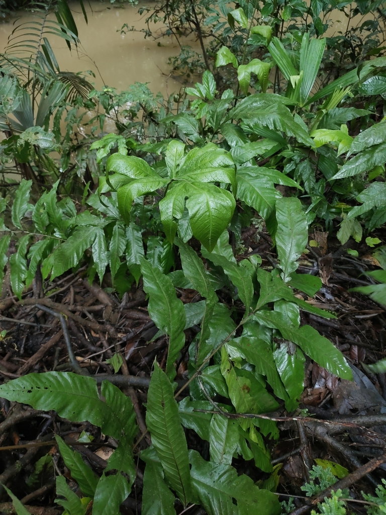 (Tectaria moranii) - Botanical Realm