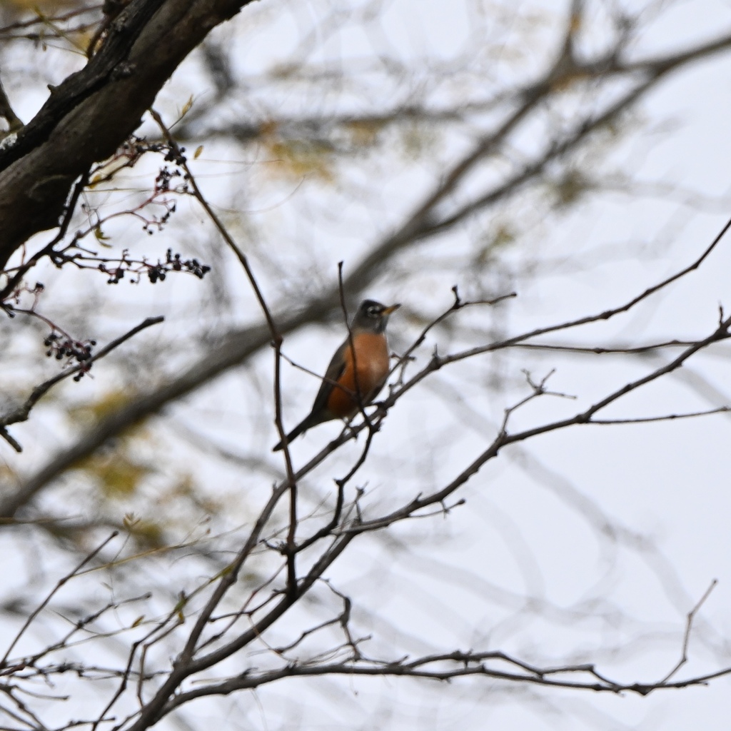 American Robin from Washington County, IA, USA on October 14, 2024 at ...