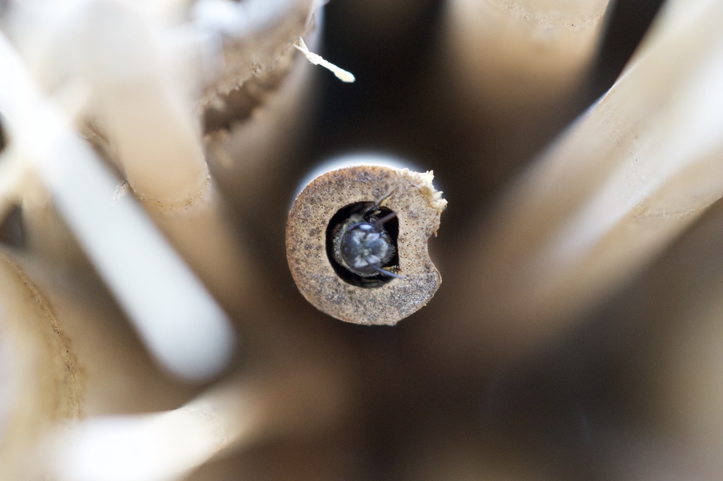 Megachile apicata from Danks St, Albert Park, VIC, AU on March 10, 2012 ...