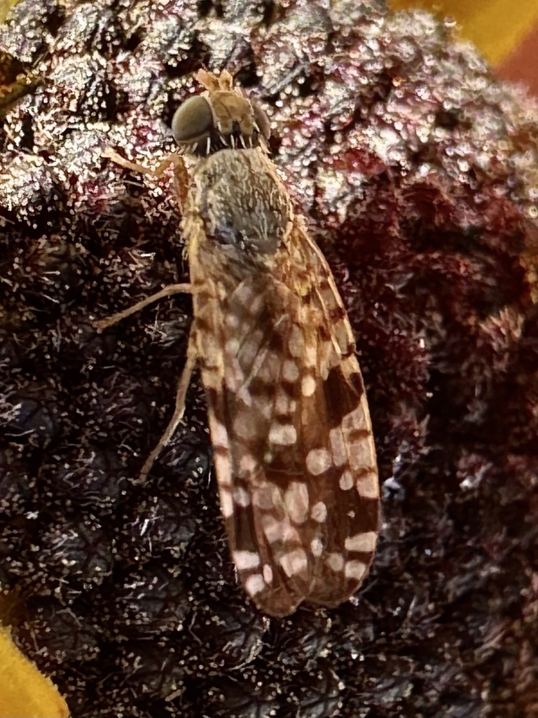 Sunflower Seed Maggot from Mission Trails Regional Park, San Diego, CA ...