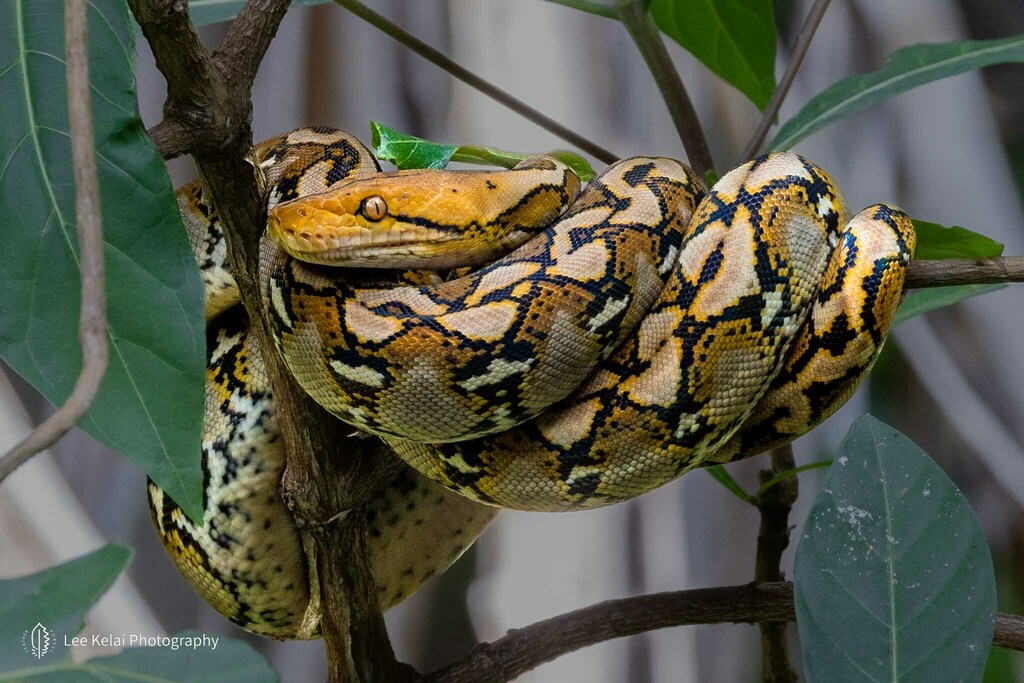 Reticulated Python from 印度尼西亚北苏拉威西省比通 on May 12, 2024 at 01:33 PM by ...