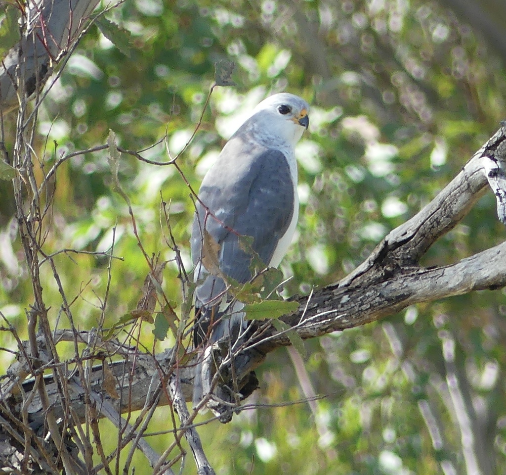 Gray Goshawk in January 2025 by matthewlh. First spotted by @kestrel44 ...