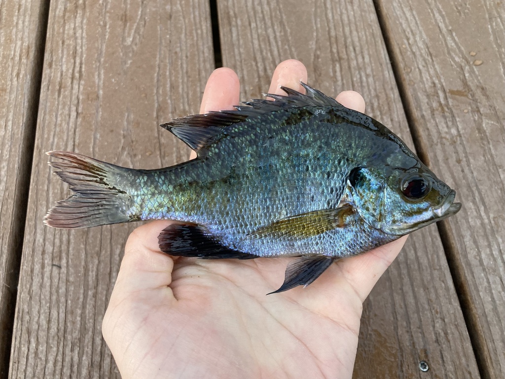 Coppernose Bluegill from Donahue St, Ave Maria, FL, US on January 15 ...