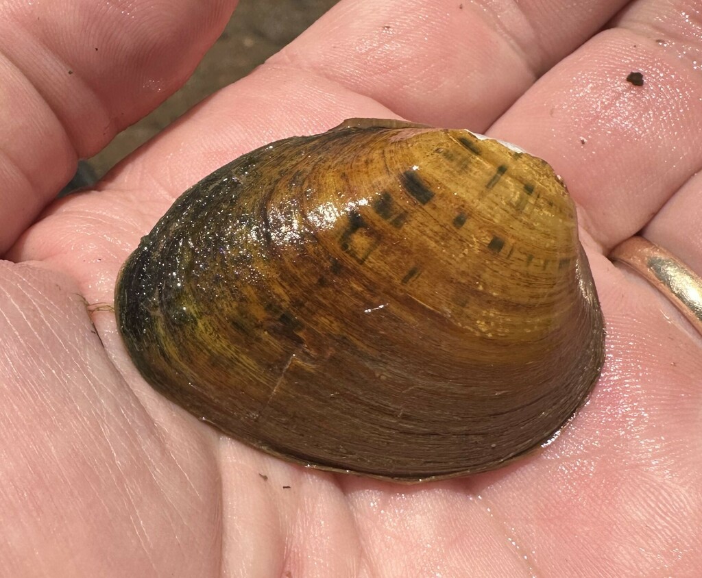 Tennessee Clubshell from Flint River, downstream o US Hwy 431, Madison ...