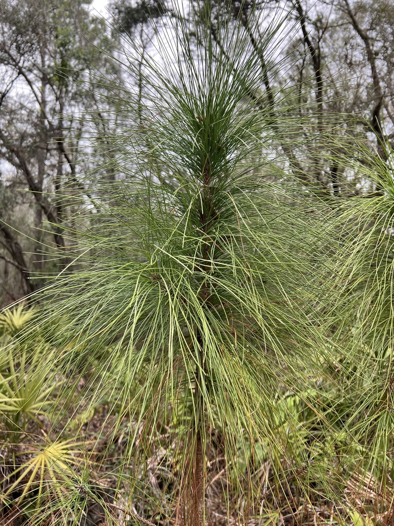 longleaf pine from Brooker Creek Headwaters Nature Preserve Trail, Lutz ...