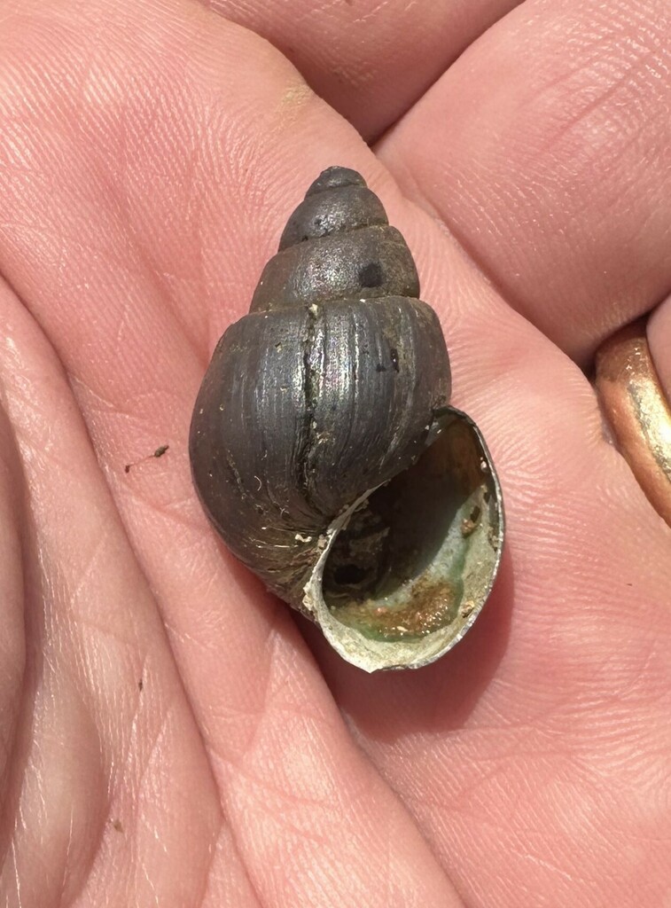 Pointed Campeloma from Flint River, downstream of US Hwy 431, Madison ...