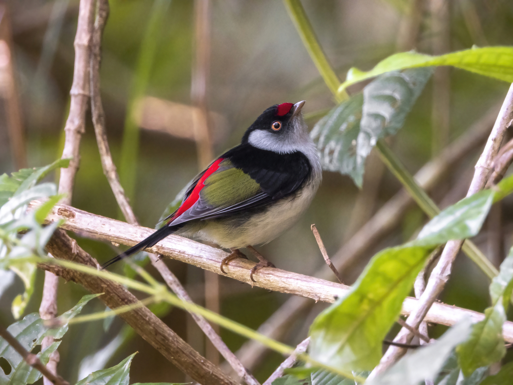 Pin-tailed Manakin from Novo Horizonte, Paraty - RJ, 23970-000, Brasil ...