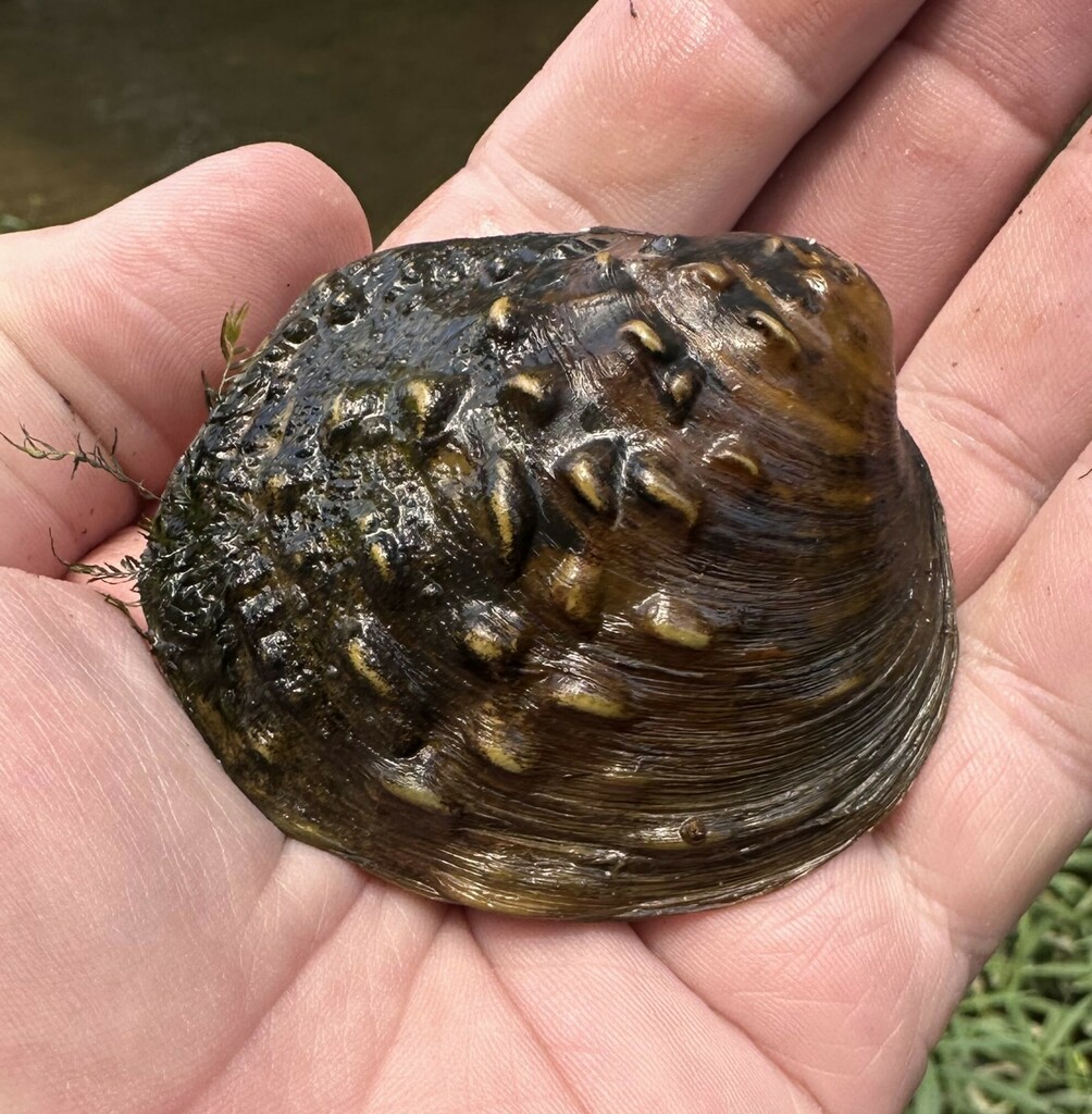 Purple Wartyback from Flint River, downstream of US Hwy 431, Madison Co ...