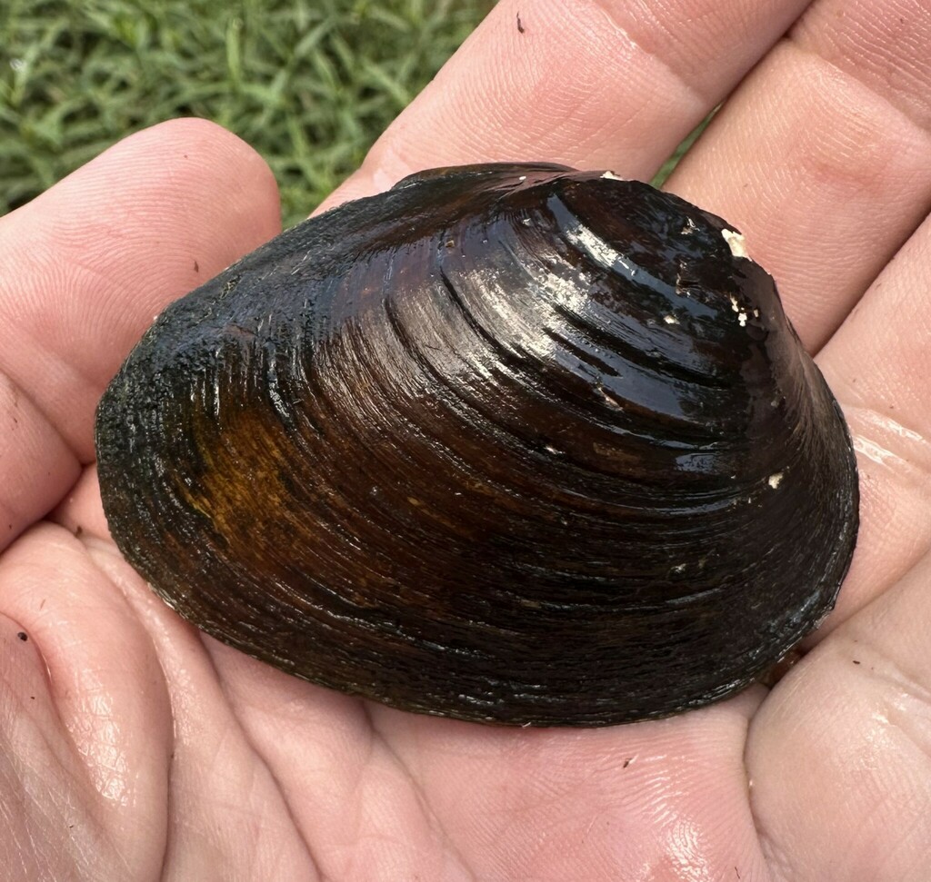 Tennessee Pigtoe from Flint River, downstream of US Hwy 431, Madison Co ...