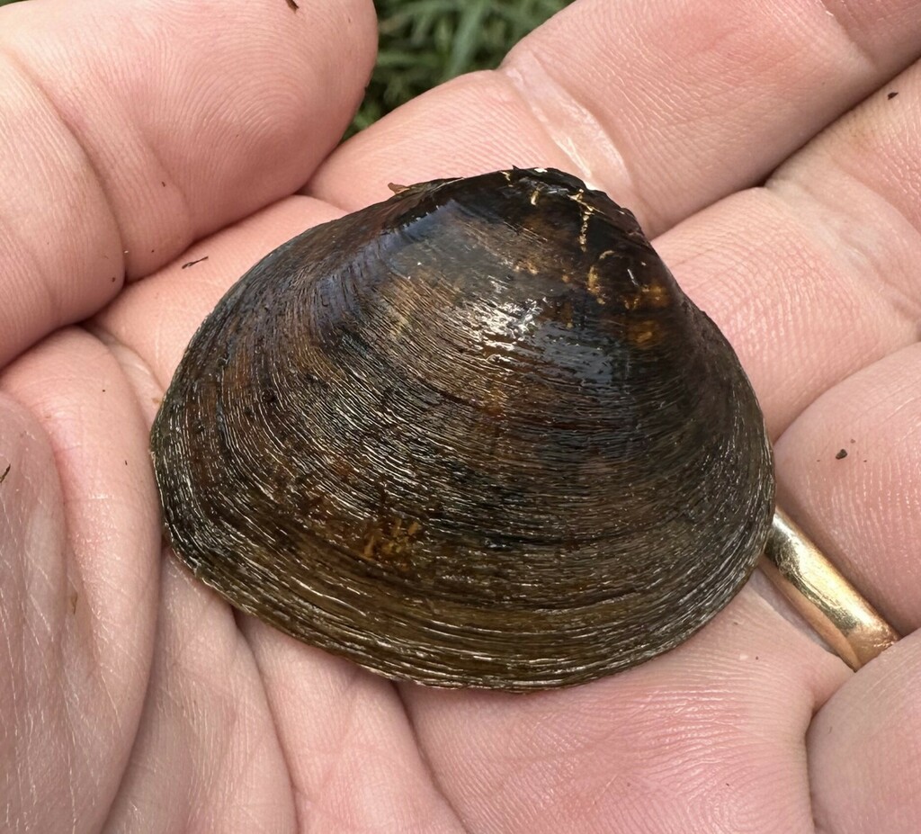 Tennessee Pigtoe from Flint River, downstream of US Hwy 431, Madison Co ...
