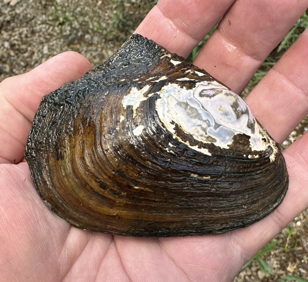 Pink Heelsplitter from Flint River, downstream of US Hwy 431, Madison ...