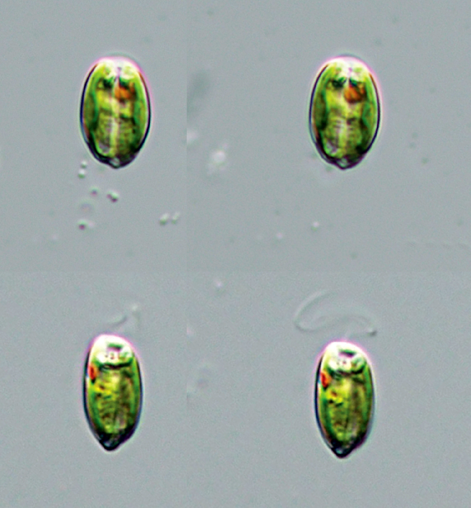 Cryptoglena from Sandgate, AU-QL, AU on January 12, 2025 at 11:23 AM by ...