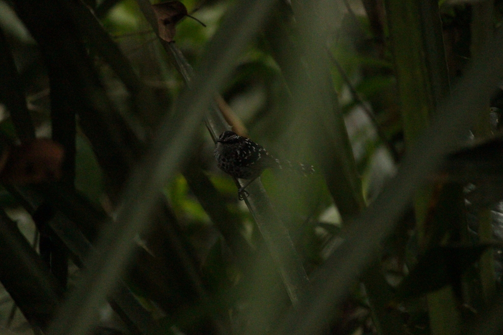 Scaled Antbird from Bertioga - State of São Paulo, 11250-000, Brazil on ...