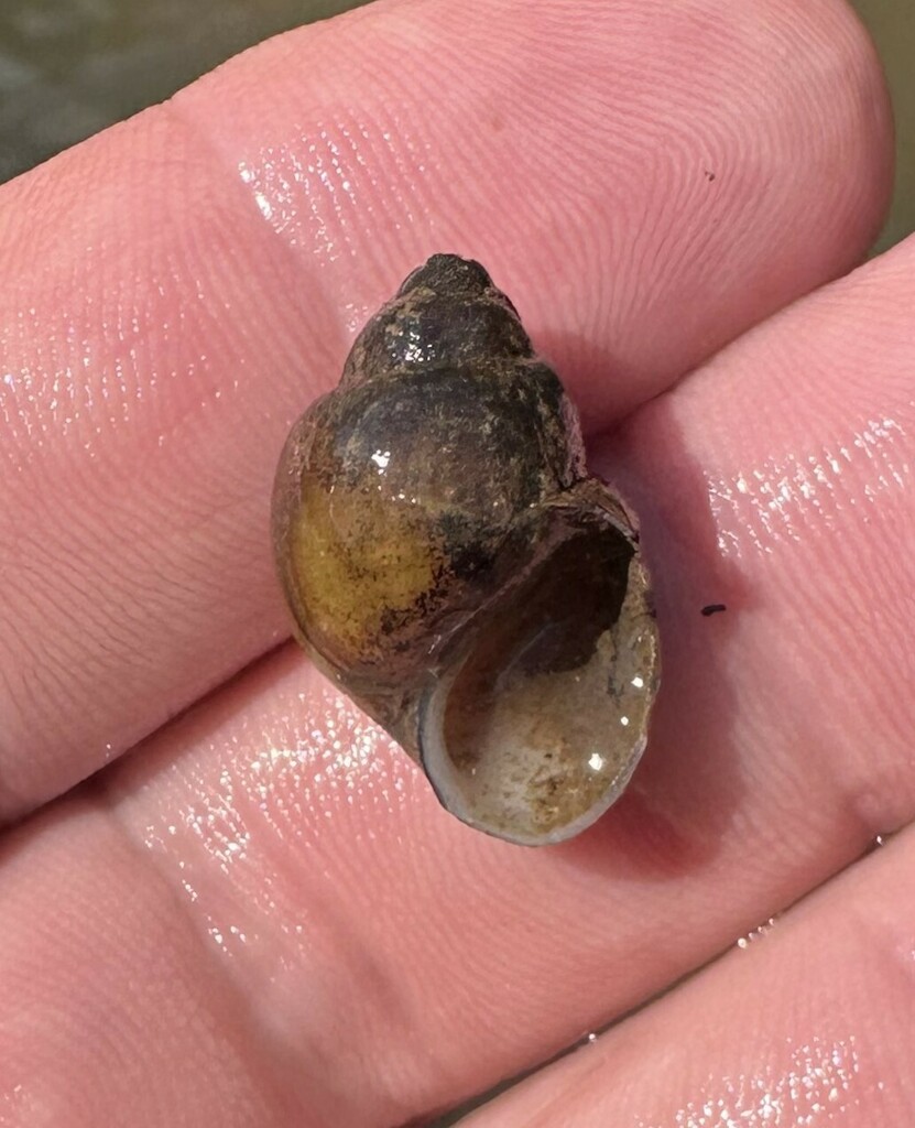 Pointed Campeloma from Flint River, upstream of Old Big Cove Rd ...