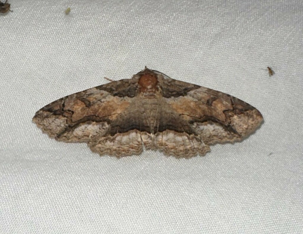 Maple Zale Moth from Co. Rd. 27, Jackson County, AL, USA on July 11 ...