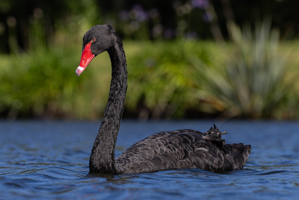 Black Swan (Animals of Czech republic) · iNaturalist