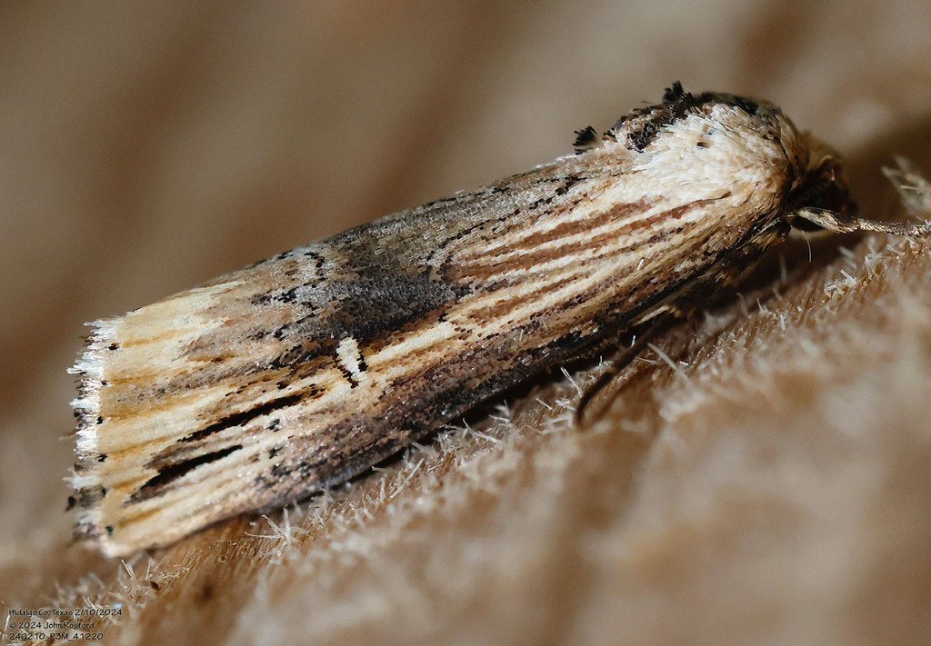 Verbena Moth from Mission, TX, USA on February 10, 2024 at 01:57 PM by ...