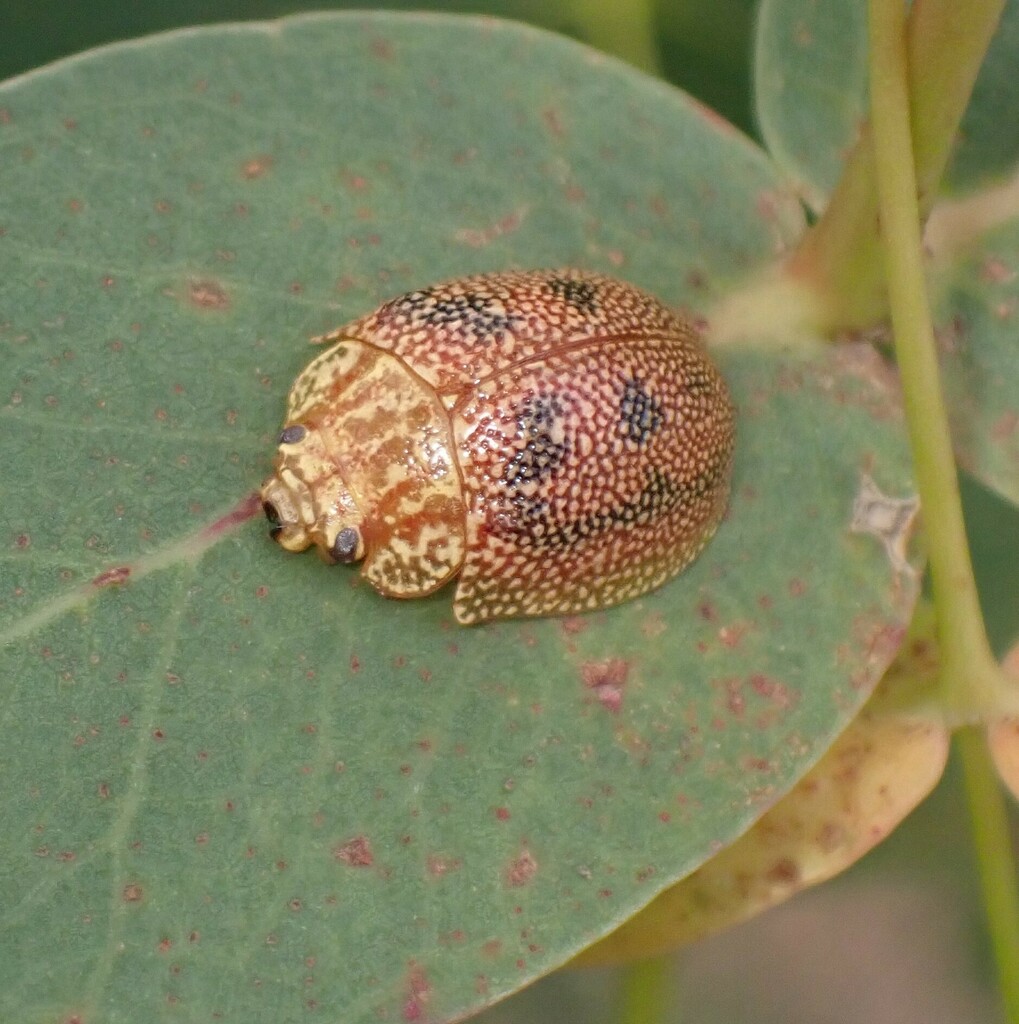 Dotted Paropsine Leaf Beetle from Beek Beek Reserve on January 16, 2025 ...