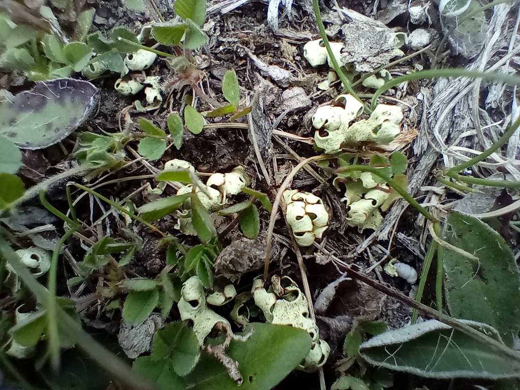 Resurrection Lichen from Island Cliff, New Zealand on January 16, 2025 ...