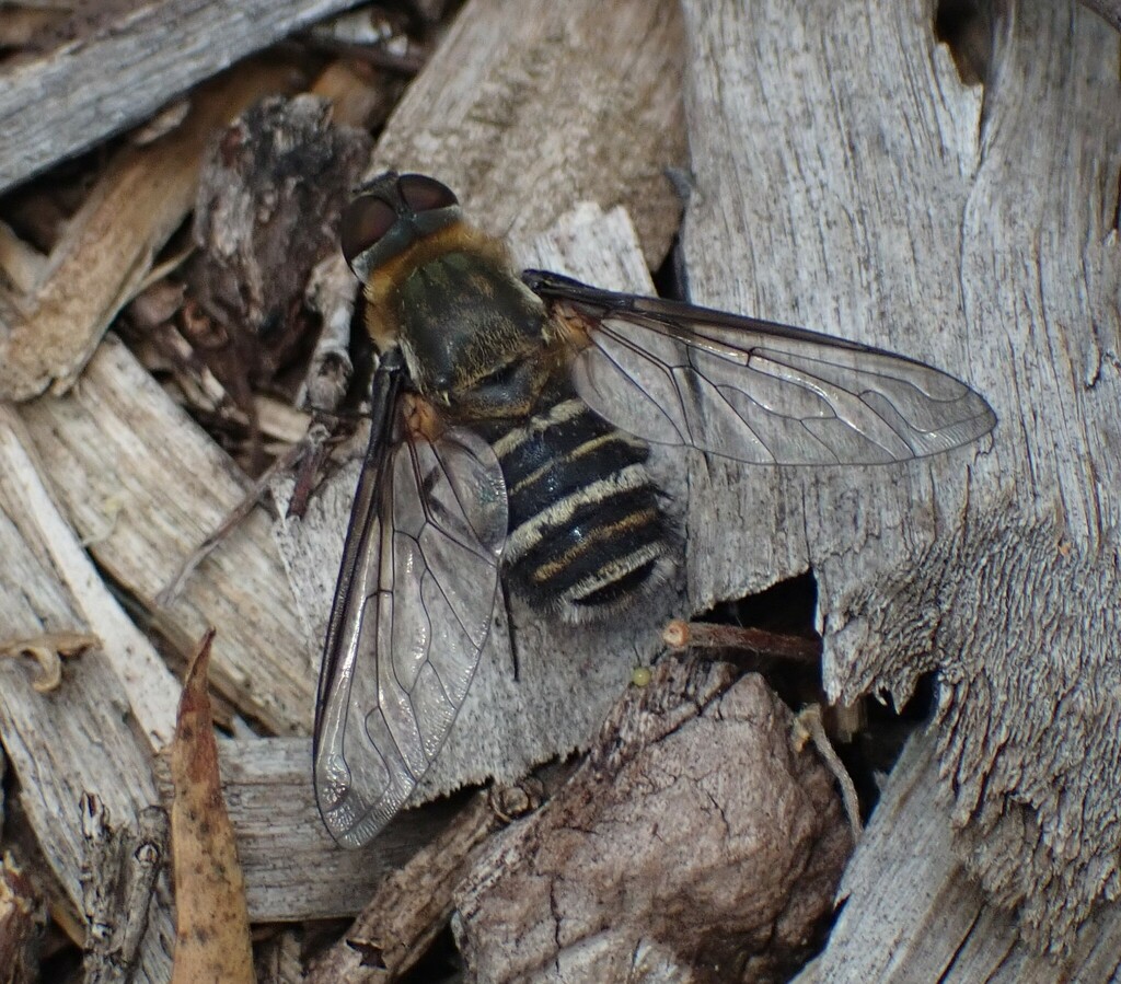 banded bee flies from Beek Beek Reserve on January 16, 2025 at 01:10 PM ...