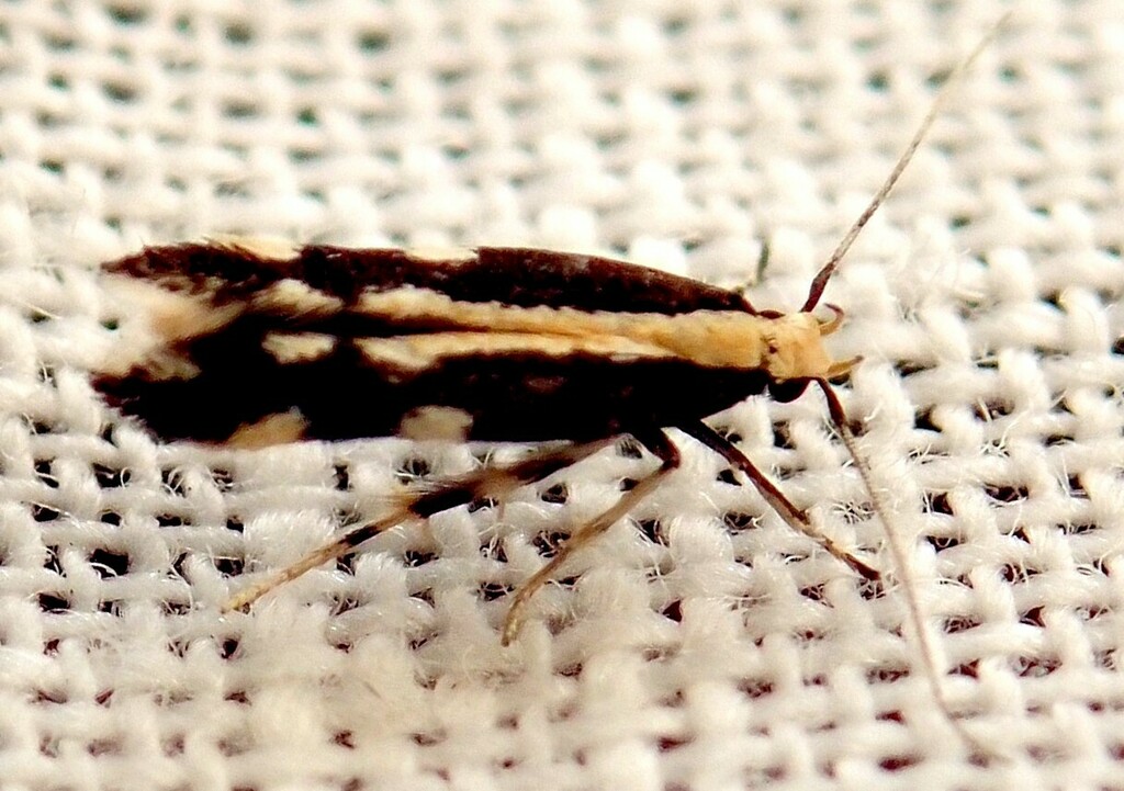 Labdia oxysema from Sydney NSW, Australia on February 26, 2020 at 09:53 ...