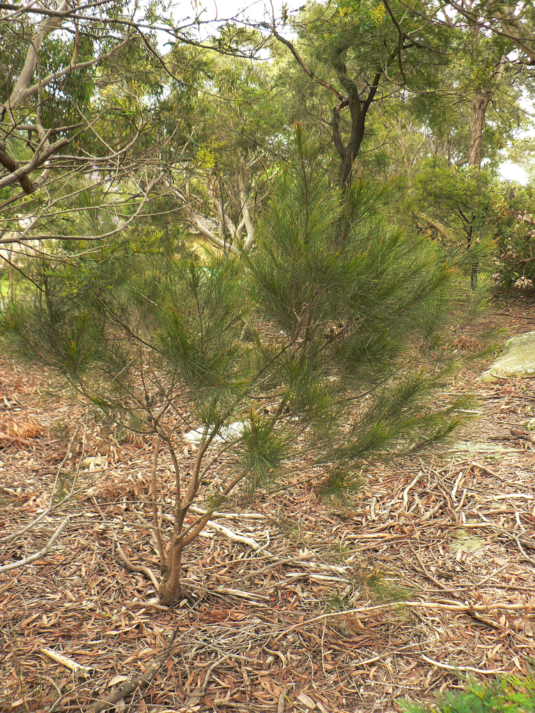 Black sheoak from Sydney NSW, Australia on November 8, 2007 at 04:13 PM ...