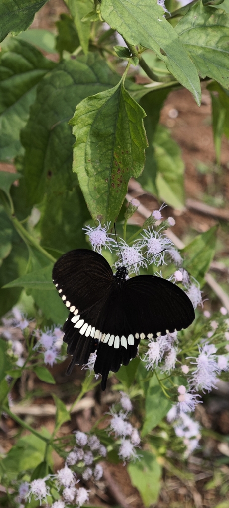 Common Mormon Swallowtail from 海南省海口市秀英区长流镇会南村敬老院 on January 4, 2025 at ...