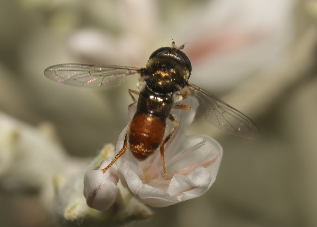 Common Grass Skimmer from Hansen Park, native plant demo garden ...