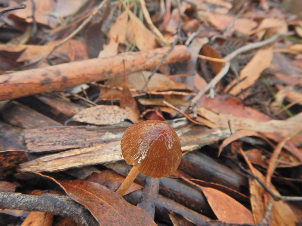 Psilocybe alutacea from Slater Rd, Mollongghip VIC 3352, Australia on ...