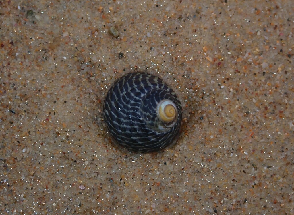 Zebra Top Snail from Bundagen NSW 2454, Australia on January 16, 2025 ...