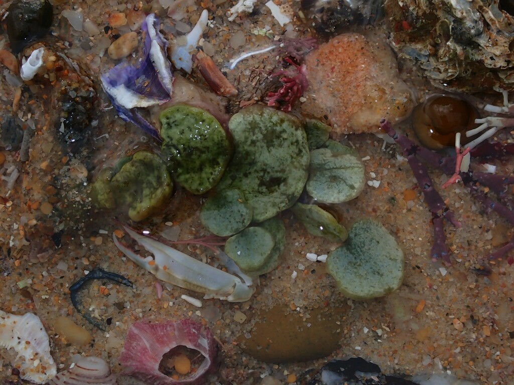 Halimeda from Bundagen NSW 2454, Australia on January 16, 2025 at 03:41 ...