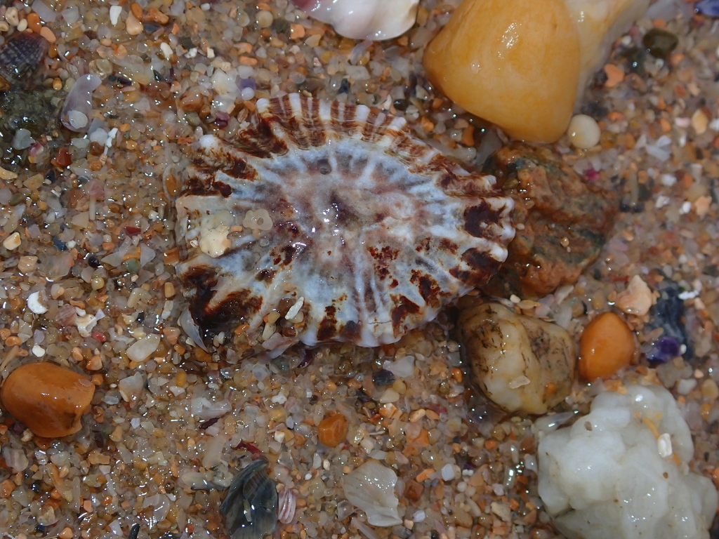 Denticulated Siphon Shell from Bundagen NSW 2454, Australia on January ...
