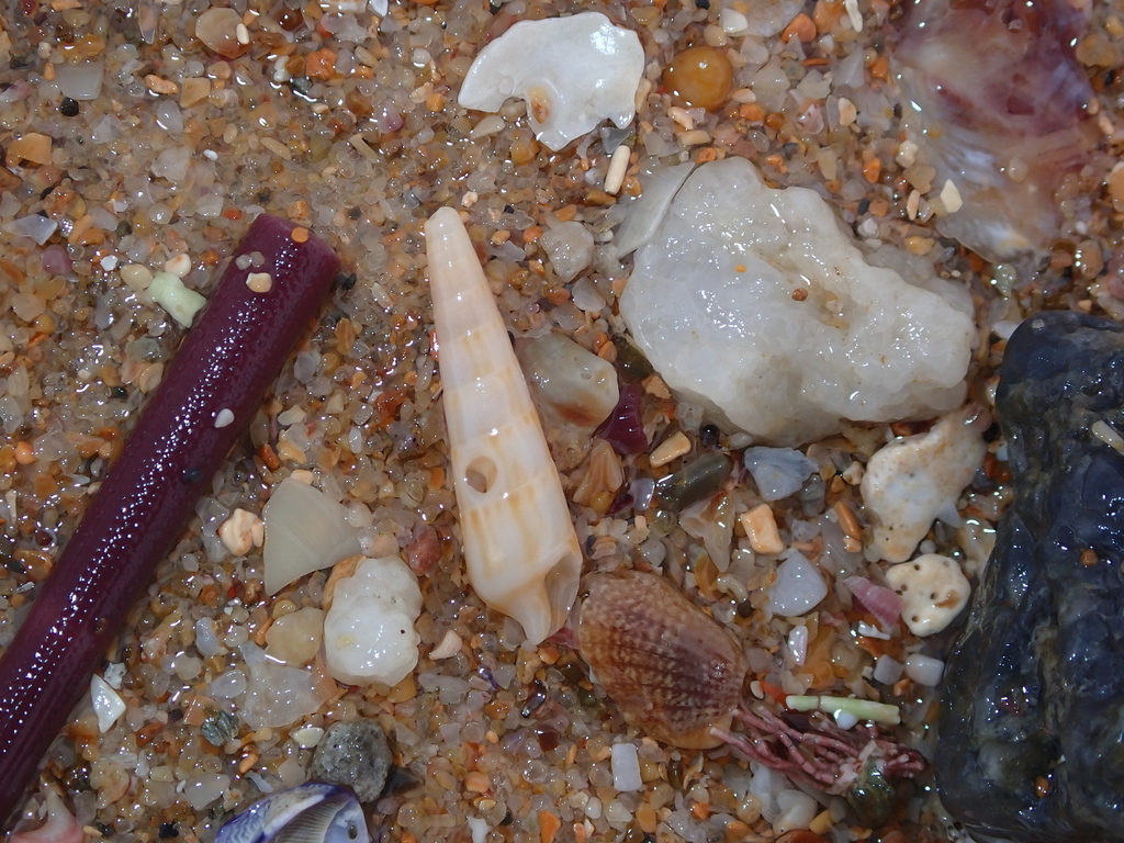 Profunditerebra brazieri from Bundagen NSW 2454, Australia on January 16, 2025 at 03:48 PM by ...