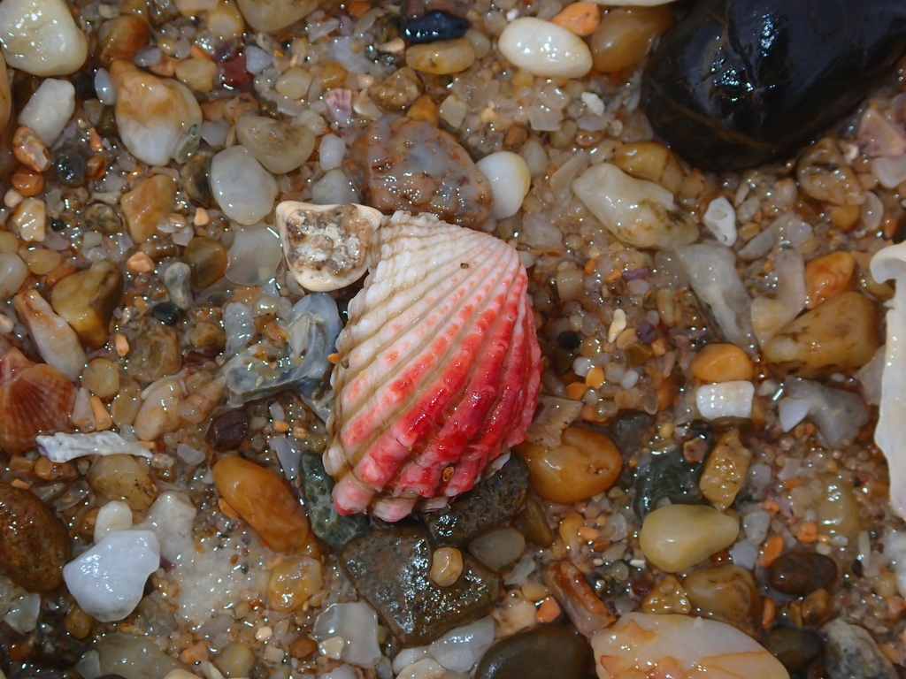 Large-ribbed Cardita from Bundagen NSW 2454, Australia on January 16 ...