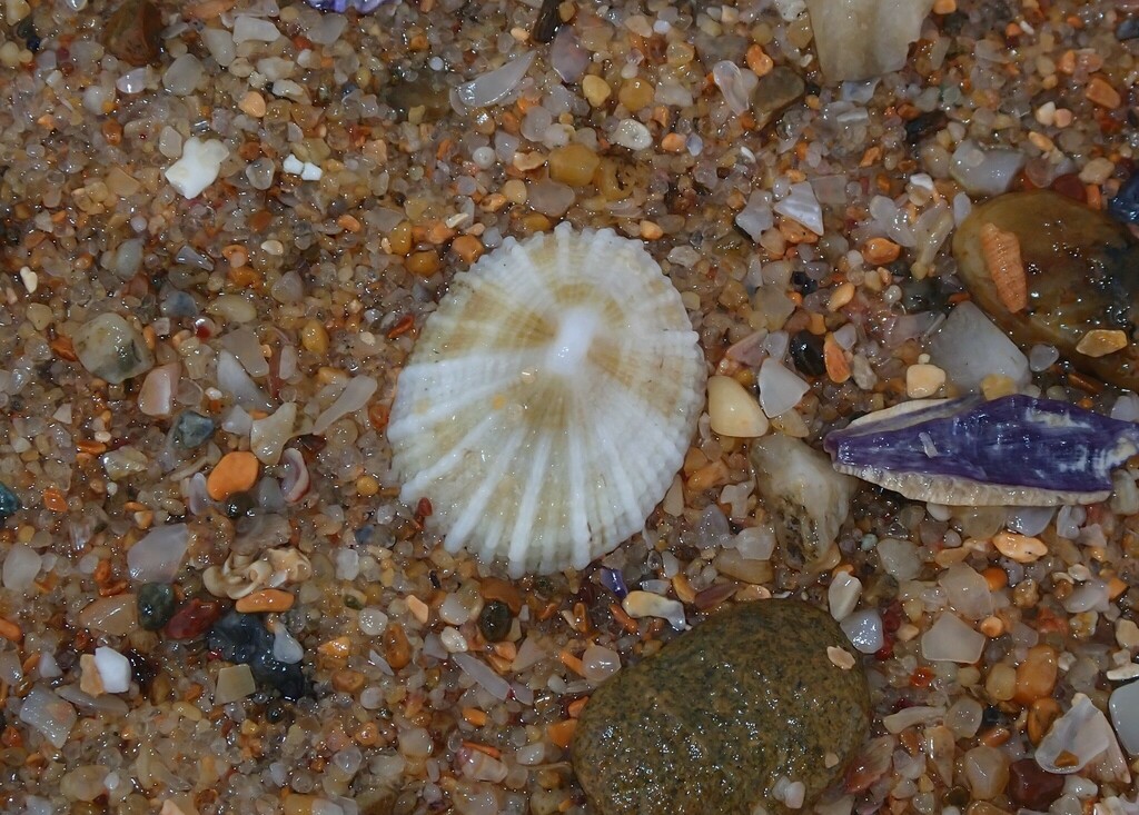 Cap-shaped False Limpet from Bundagen NSW 2454, Australia on January 16 ...