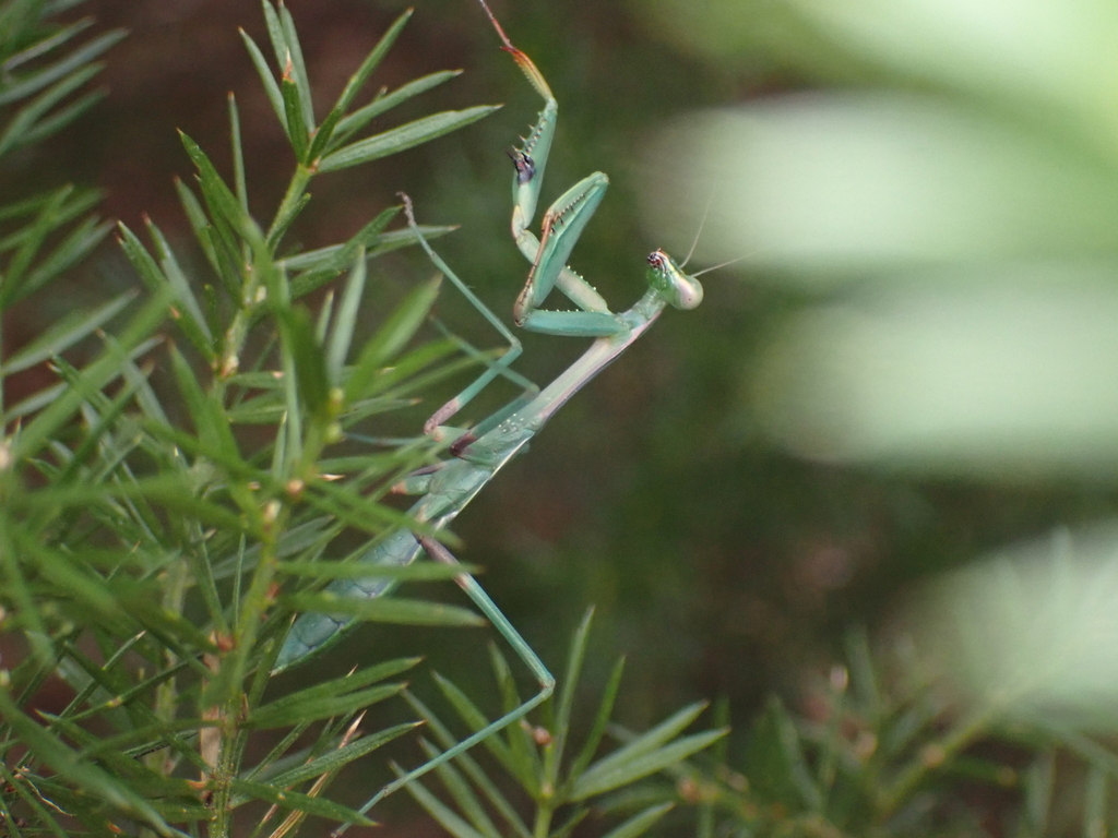 False Garden Mantis from Beek Beek Reserve on January 16, 2025 at 01:04 ...