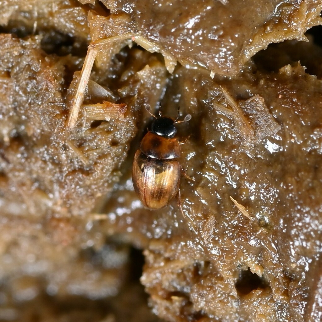 Sphaeridiinae from 中国云南省临沧市云县 on January 08, 2025 at 03:49 PM by 山雀 ...